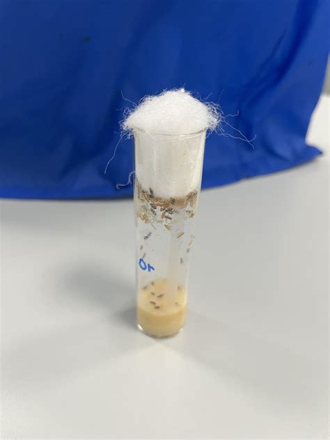 Drosophila Melanogaster Male Female White Eyes Ebony Body And