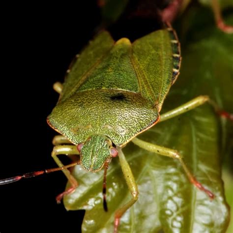 Green Shield Bug Facts Diet Habitat And Pictures On Animaliabio