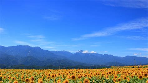 信玄の湯 湯村温泉 旅館明治 太宰治ゆかりの宿（2025年8月オープン） 宿泊予約【楽天トラベル】