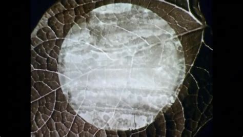 1950s Green Leaf With Superimposed View Of Microscopic Cells