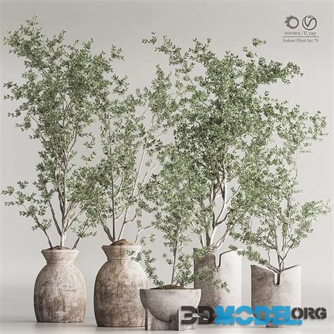3d Model Indoor Plant Set 79