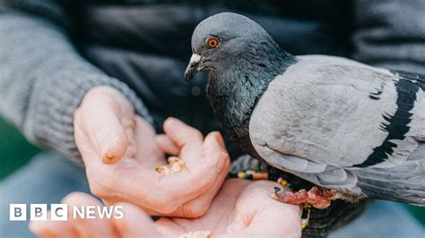 People Caught Feeding Pigeons Could Face £100 Fine