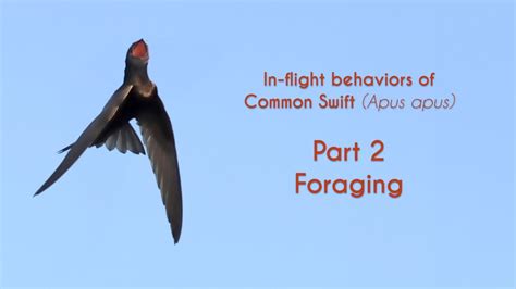 Common Swift Apus Apus Foraging Youtube Common Swift Apus Apus Foraging Youtube