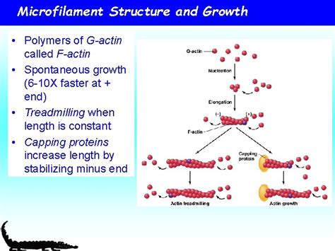Muscles General Information Vertebrates And Many Invertebrates Have