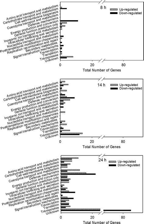 Cluster Of Orthologous Groups Cog Classification Of Differentially Download Scientific