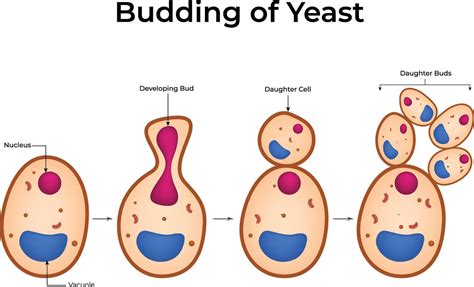 Budding In Yeast Design Illustration 56049550 Vector Art At Vecteezy