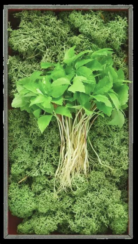 Ginsenoside Namsong Vital