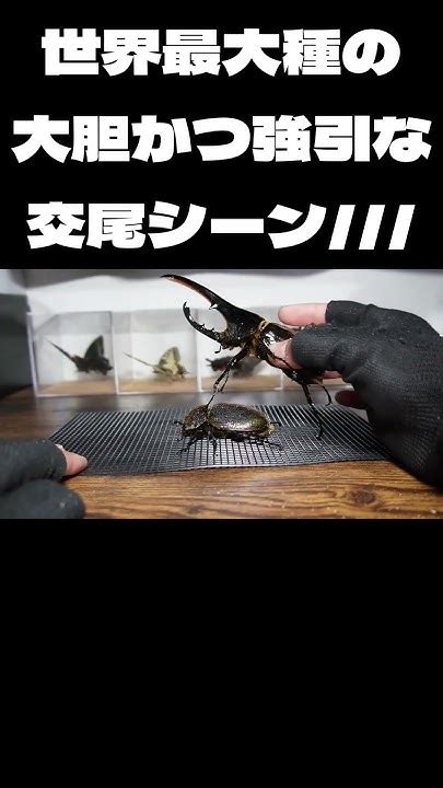 世界最大種の豪快かつ強引な交尾シーン Youtube