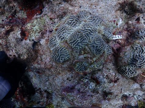 Pcli Reef Renewal Usa