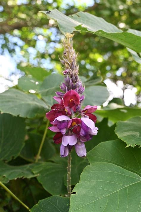 Kudzu Pueraria Lobata Flowers Fabbaceae Perennial Vine Stock Image