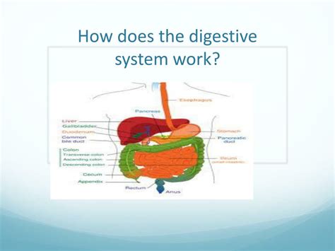 PPT How Does The Digestive System Work PowerPoint Presentation Free
