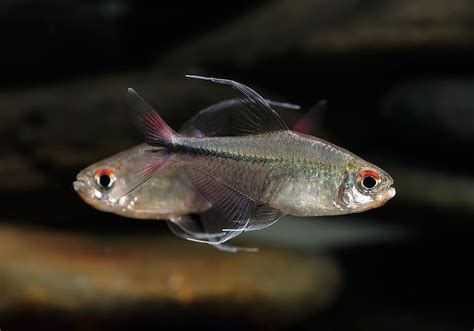 Lambari Pipira Peixe Características Reprodução Alimentação E