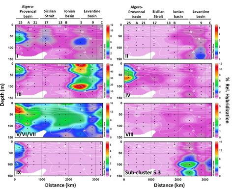 Vertical Distribution Of Different Phylogenetic Groups Of Synechococcus Download Scientific