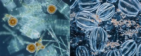 Phytoplankton Vs Zooplankton Main Differences Ocean Info