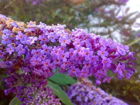 Tous Les Noms De Fleurs Classées Par Lettre De Lalphabet