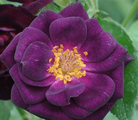Midnight Blue Dark Purple Floribunda Rose Milestone Nurseries