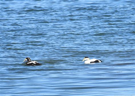 Intro To Pota — Spin The Compass