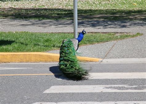 Peacock Crossing By Anndixon Redbubble