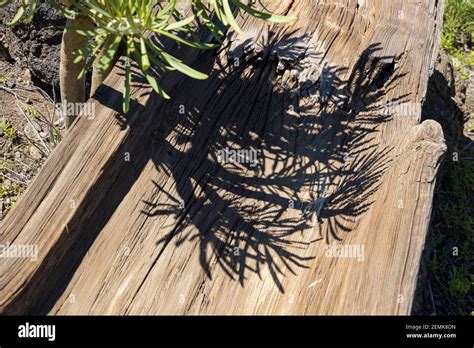 Shadow Of A Kleinia Nerifolia Verol Verode Plant Alongside An Old