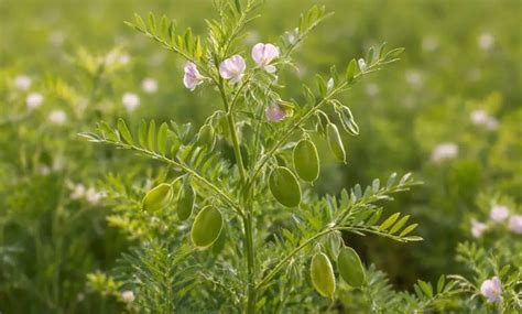 Жасмин отглеждане видове грижи и пълен наръчник Cvete Eu