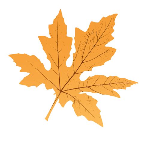 Maple Leaf Shape 24994700 Png