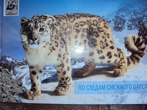 Поделка снежный барс для детей - фото и картинки: 62 штук