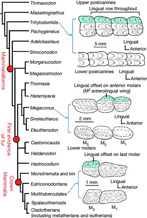 Cynodont Mammal Transition And Evolution Of Mammal Like Download