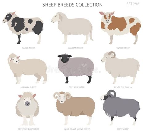 Sheep Chart With Breeds Name Stock Vector Illustration Of East