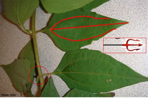Devil Weed Oahu Invasive Species Committee Oisc