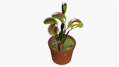 3d Model Venus Flytrap Turbosquid 2224079