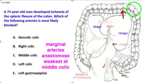 Marginal Artery