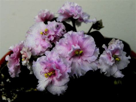 39 Best Images About Robs Violets On Pinterest Green Miniature And