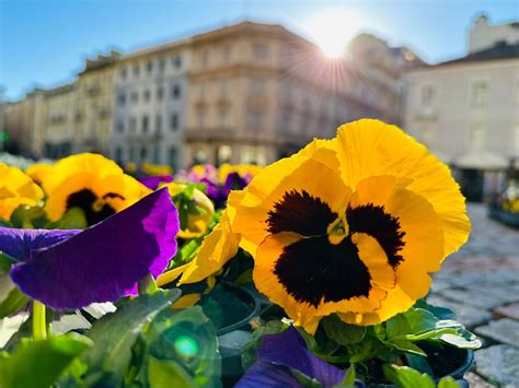 Le Violette Dellassociazione Viola Tornano A Colorare Le Piazze Valdostane Aostasera