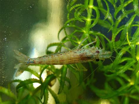 Eel Grass What Is It And Why Is Eelgrass Important Gardendi