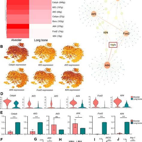 Vegfa With High Expression In Abm Macrophages A Expression Of The