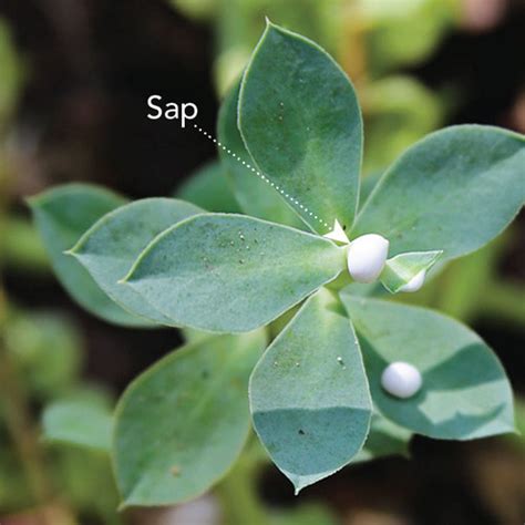 Euphorbia Care And Quirks Fine Gardening