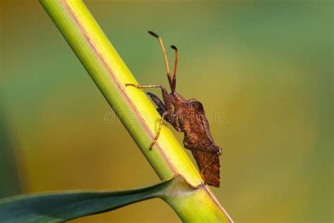 Bugs Life Dock Bug Stock Image Image Of Macro Herts 131913155