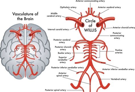 Brain Model Anatomy Management Of Chronic Occlusion Of Intracranial
