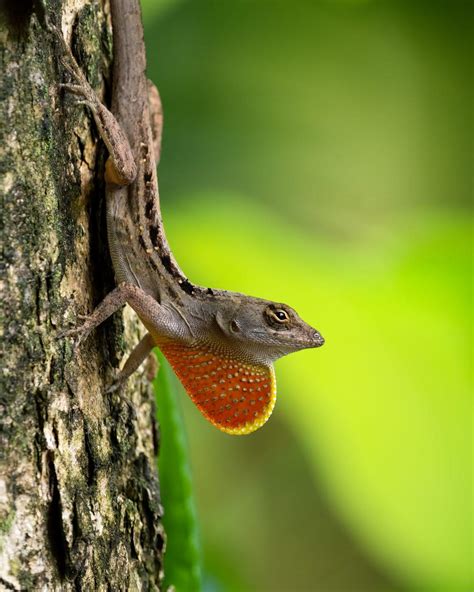 Nparks Monitoring Whether Brown Anole Greenhouse Frog Pose Threat To Native Species The