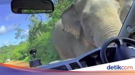 Turis Dirampok Gajah Senang Atau Sedih Ya