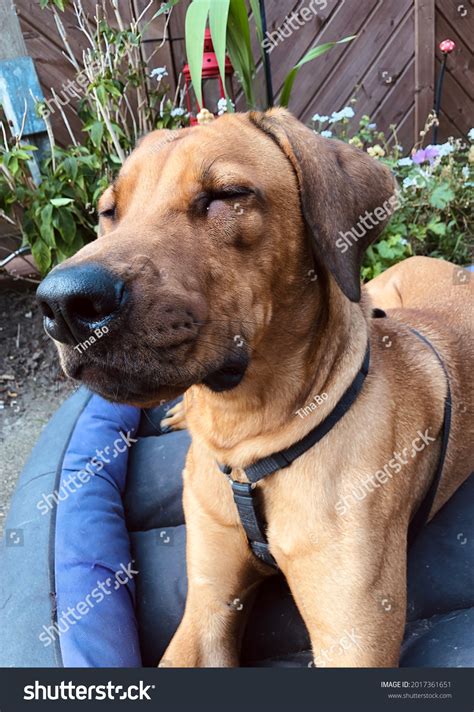 Bee Sting Dog