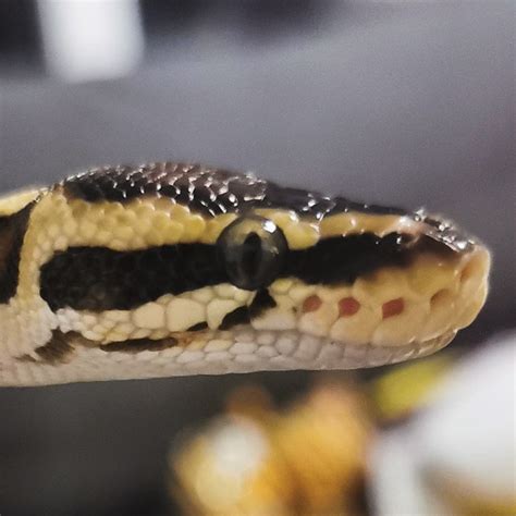 Guess Morph Rballpythonmorph