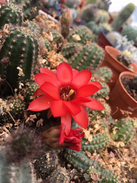 Captus Imagen And Foto Plantas Flores Fotos Fotos De Fotocommunity