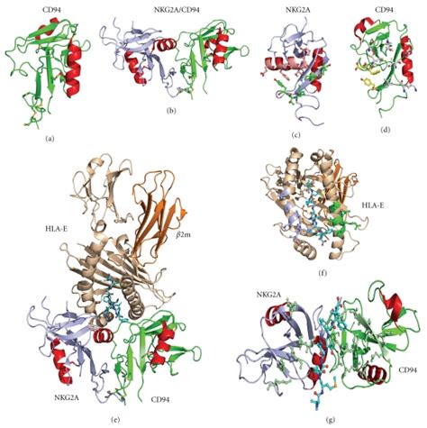Structure Of Cd94 And Associated Complexes A Cd94 Monomer Shown In