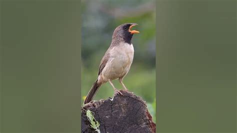 Worldb Newbutiful Birds Shorts Birdslover Nature Birds Sparrow