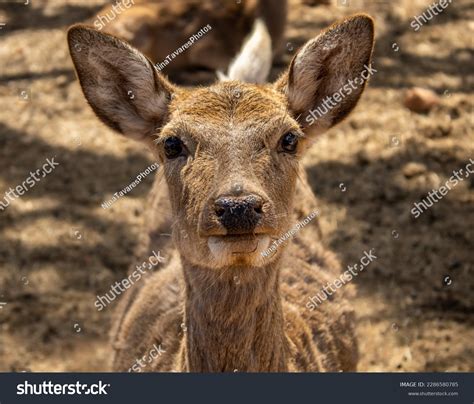39 Imagens De Real Life Bambi Imagens Fotos Stock E Vetores Shutterstock