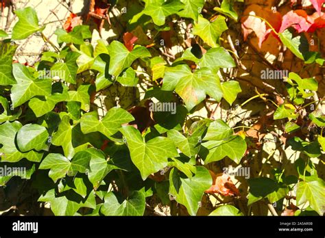 Multi Colored Yellow Red Green Autumn Leaves On A Wall Background Stock