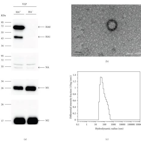 Construction Of Pfastbac Dual Plasmid Viral Genes Were Flanked Two