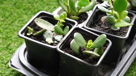 Imán De La Riqueza ¿qué Significa La Planta De Jade Según El Feng Shui