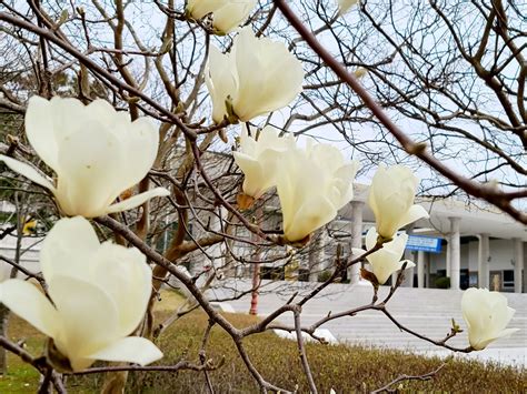 찬민 어리석은 자가 어리석은 줄 알면 그만큼 그는 지혜롭다 어리석으면서 지혜롭다고 한다면 그는 참으로 어리석은 사람이다 어리석은 자가 어리석음을 알면 그로써 현명 한